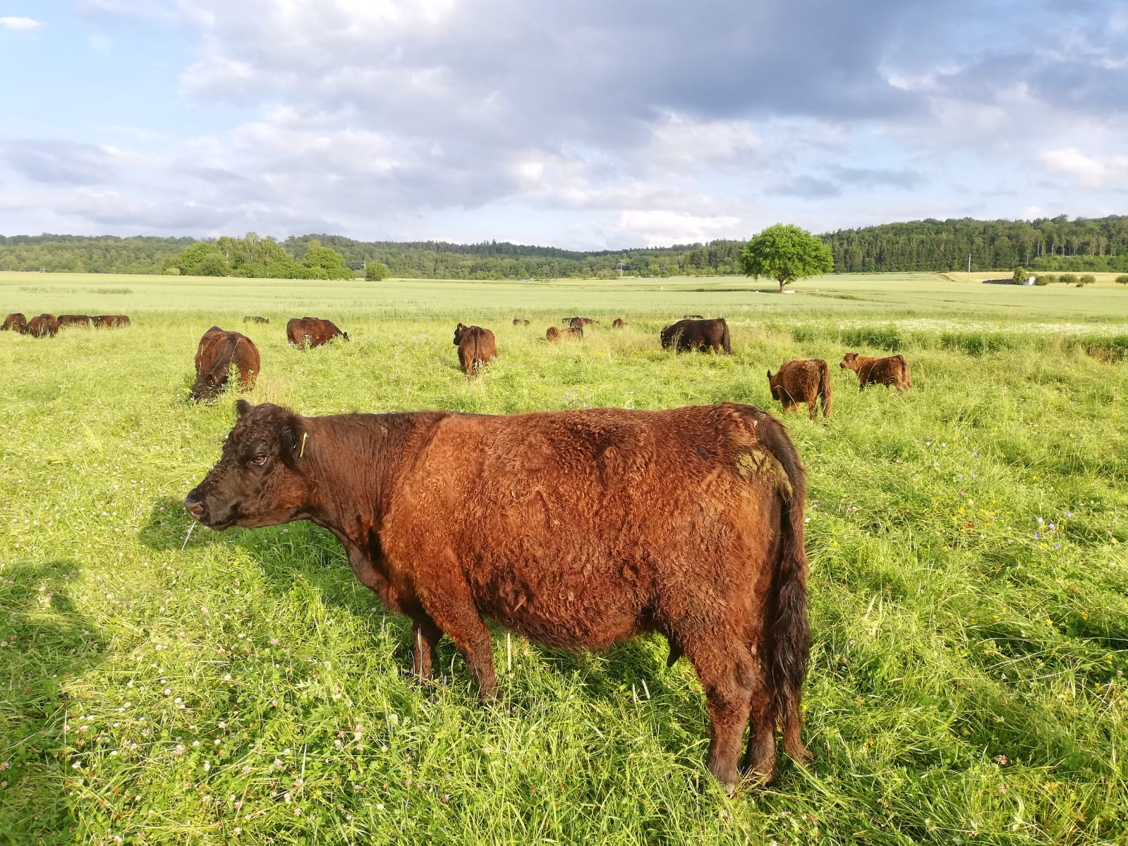 Demeter Hof Sindlinger - Galloway-Rind